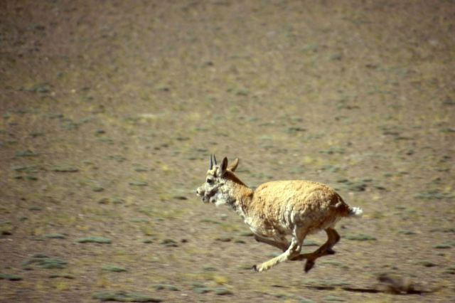 Tibetan lives: Hunting – Pastoralism, Climate Change and Policy