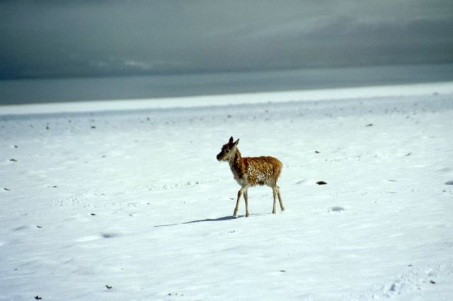 Tibetan lives: Hunting – Pastoralism, Climate Change and Policy