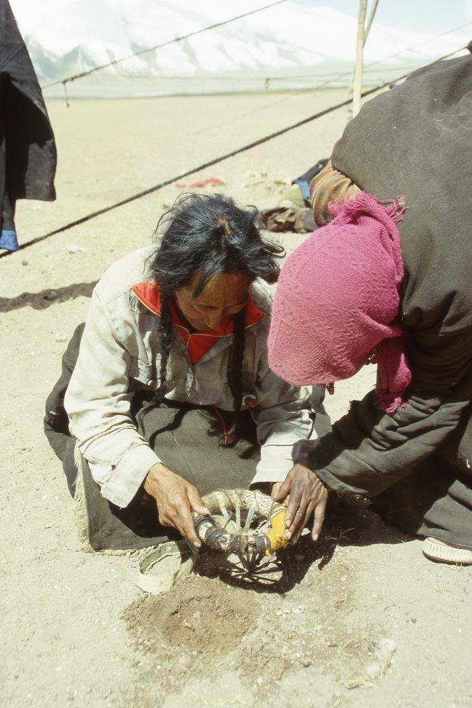 Tibetan lives: Hunting – Pastoralism, Climate Change and Policy