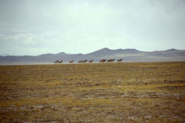 Tibetan lives: Hunting – Pastoralism, Climate Change and Policy