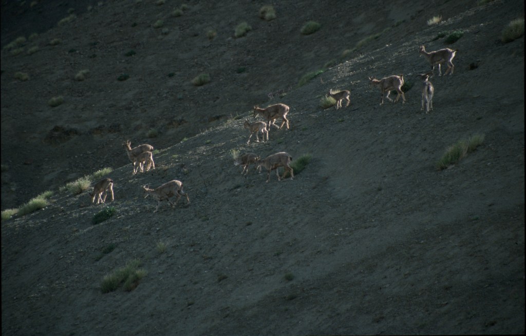 Tibetan lives: Hunting – Pastoralism, Climate Change and Policy